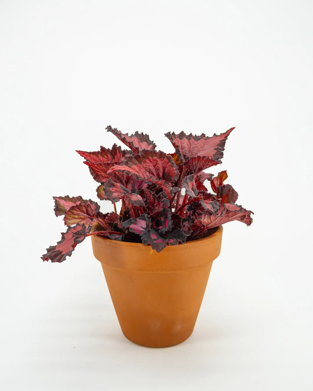 Begonia 'Inca Night' - VivaiBrugna