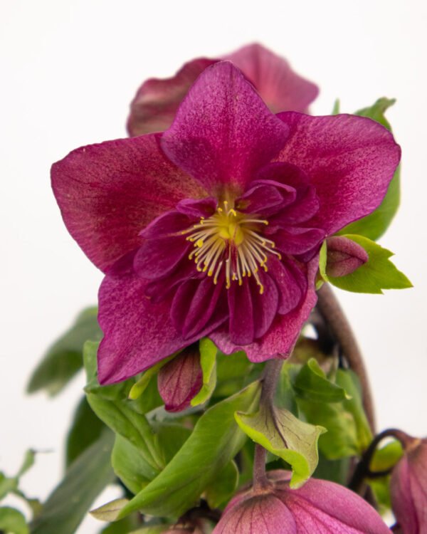 Helleborus hybrid gold collection winter 'frilly ruby' - VivaiBrugna