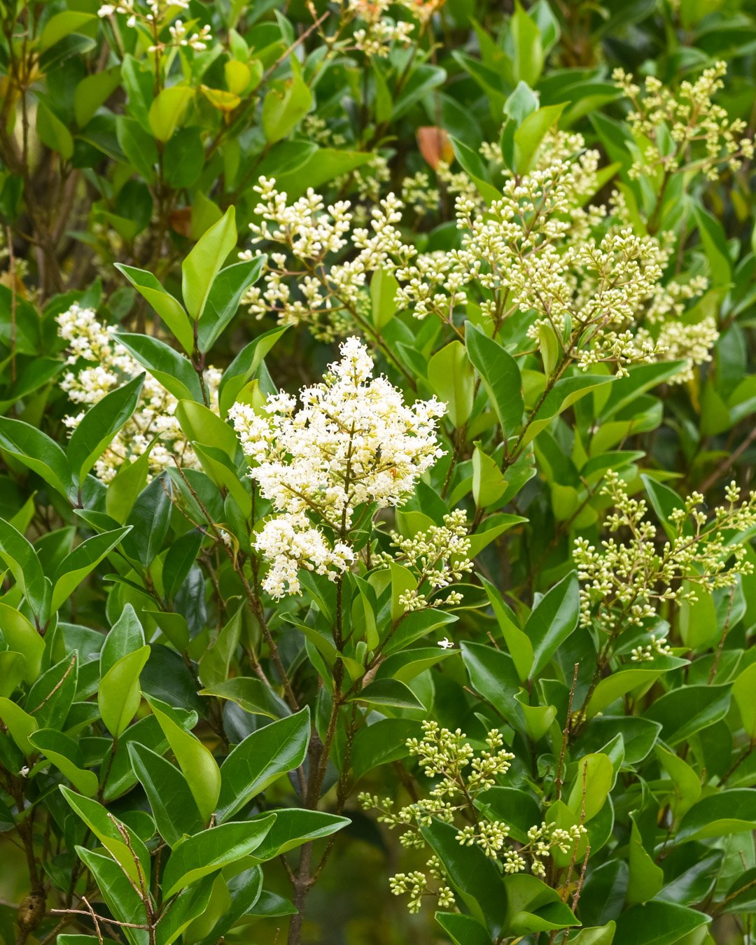 Ligustro texano - VivaiBrugna