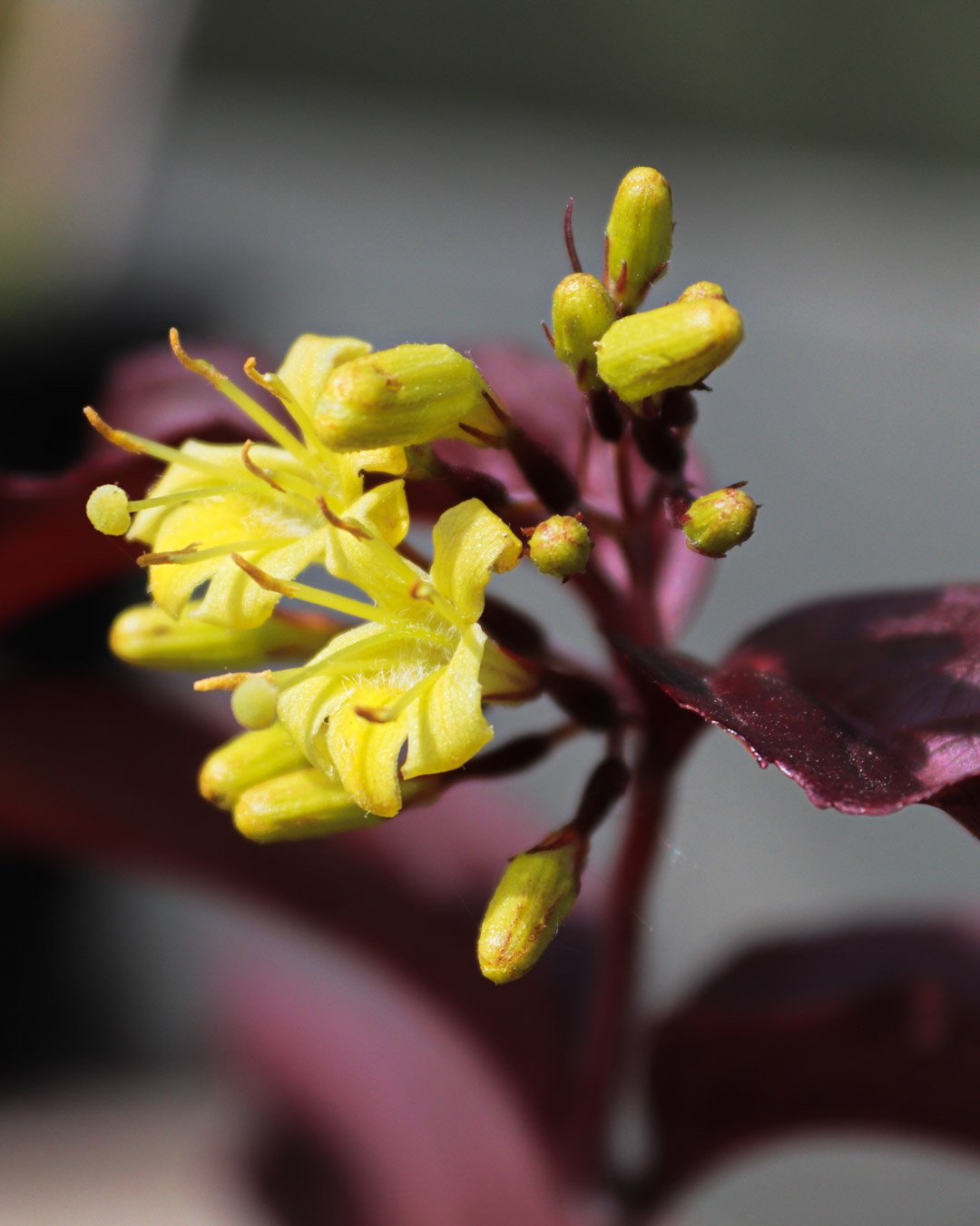 Diervilla splendens 'El Madrigal' - VivaiBrugna